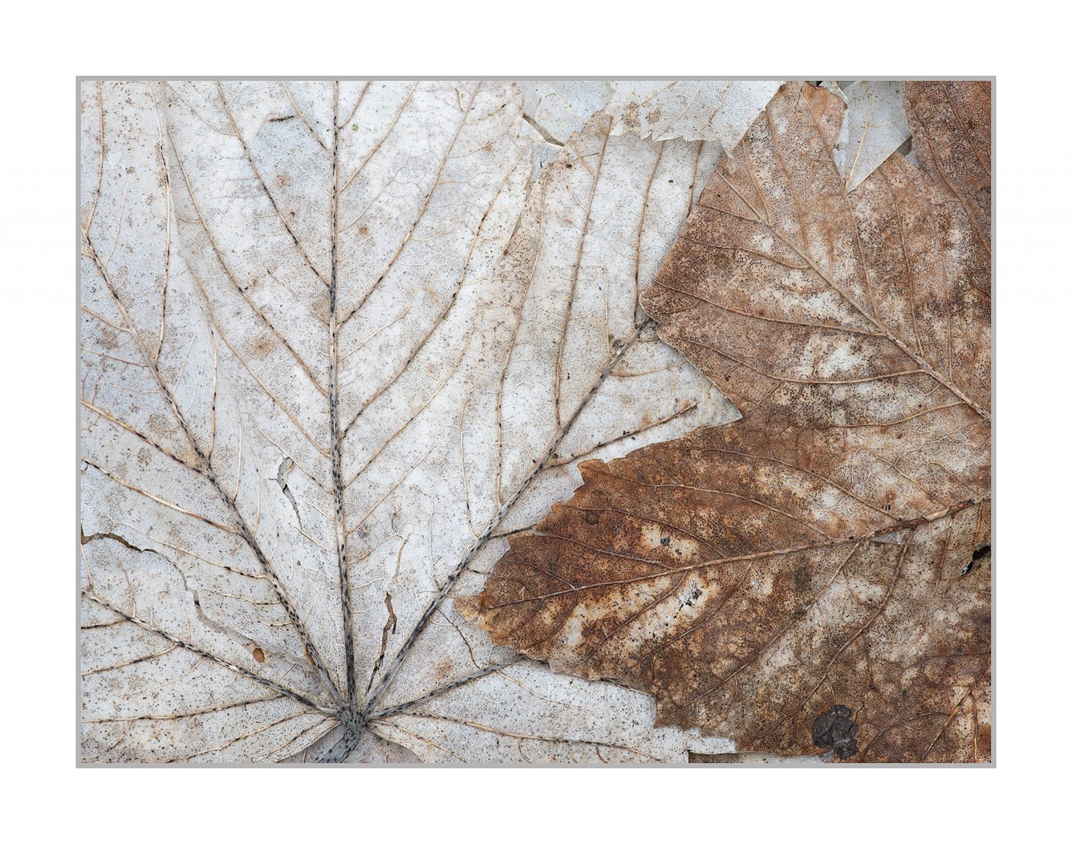 Gallery - Simon Booth Photography